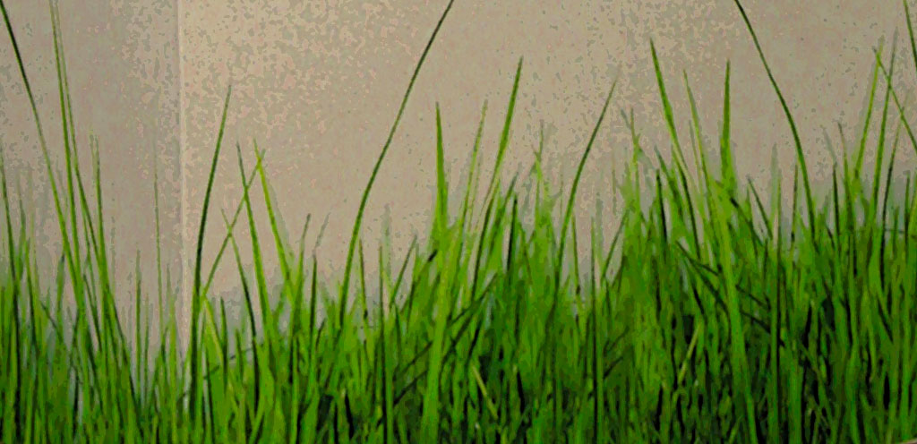 Cardboard Made From Grass Paper - Point of Purchase International Network